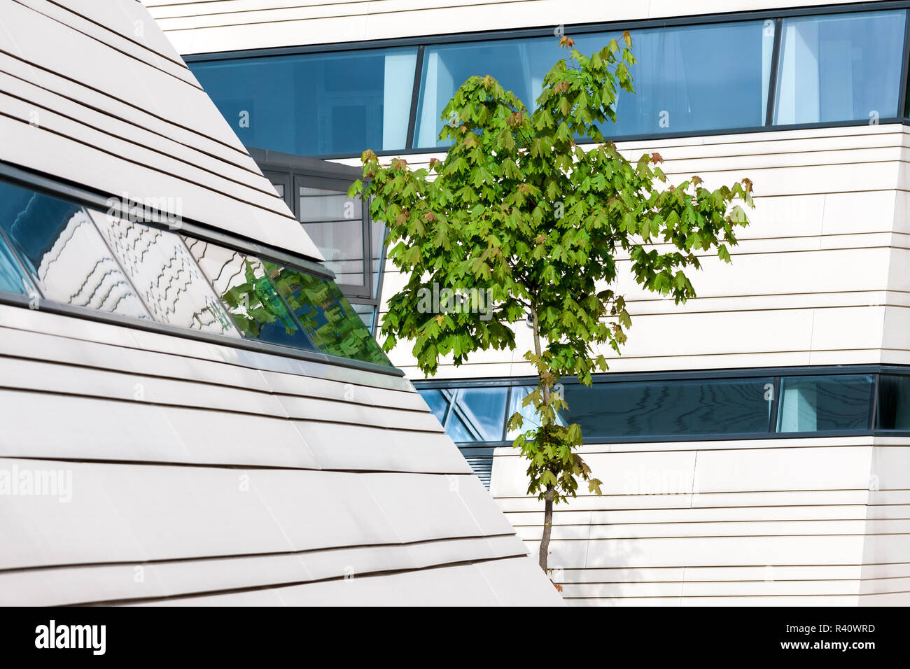 Green maple tree and modern architecture Stock Photo - Alamy