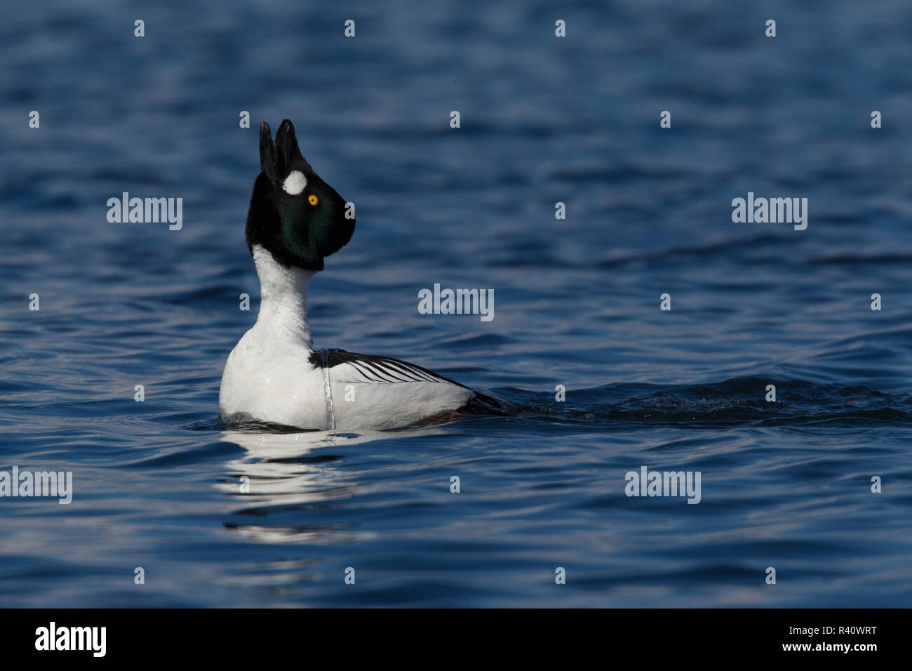 Common Goldeneye drake, courtship behavior Stock Photo - Alamy