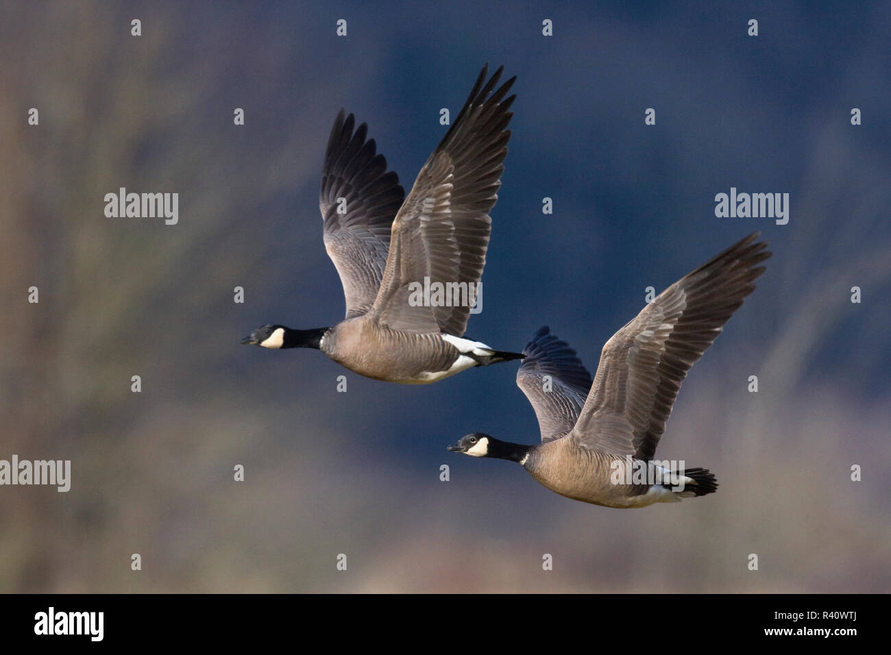 Cackling Canada geese flying Stock Photo - Alamy
