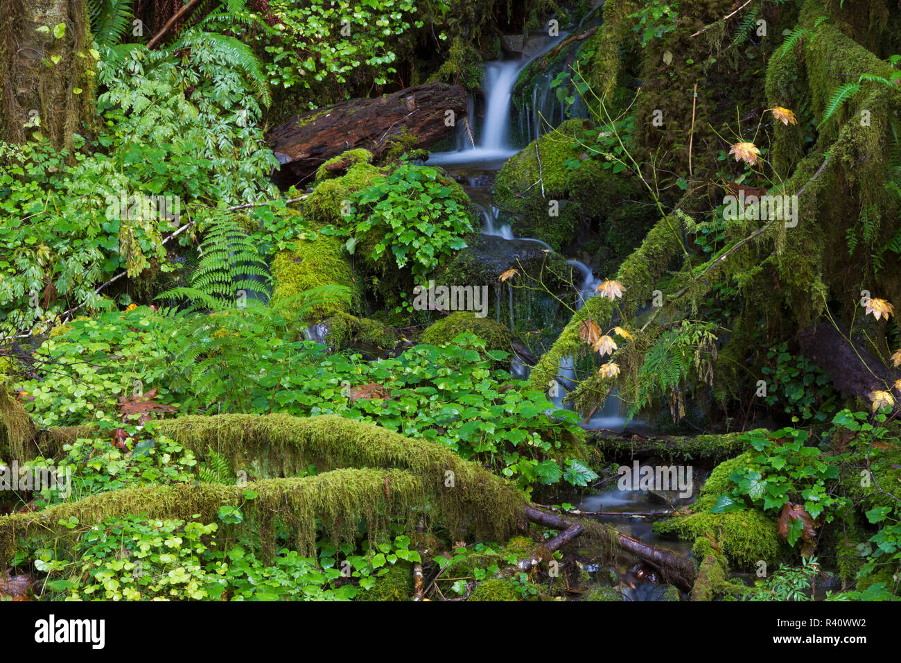 Quinault rainforest washington usa hi-res stock photography and images ...