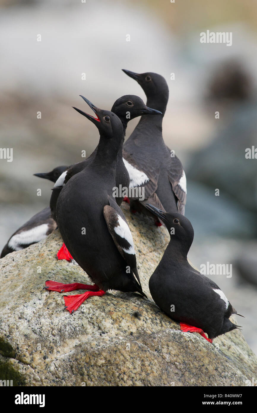 Guillemots hi-res stock photography and images - Alamy