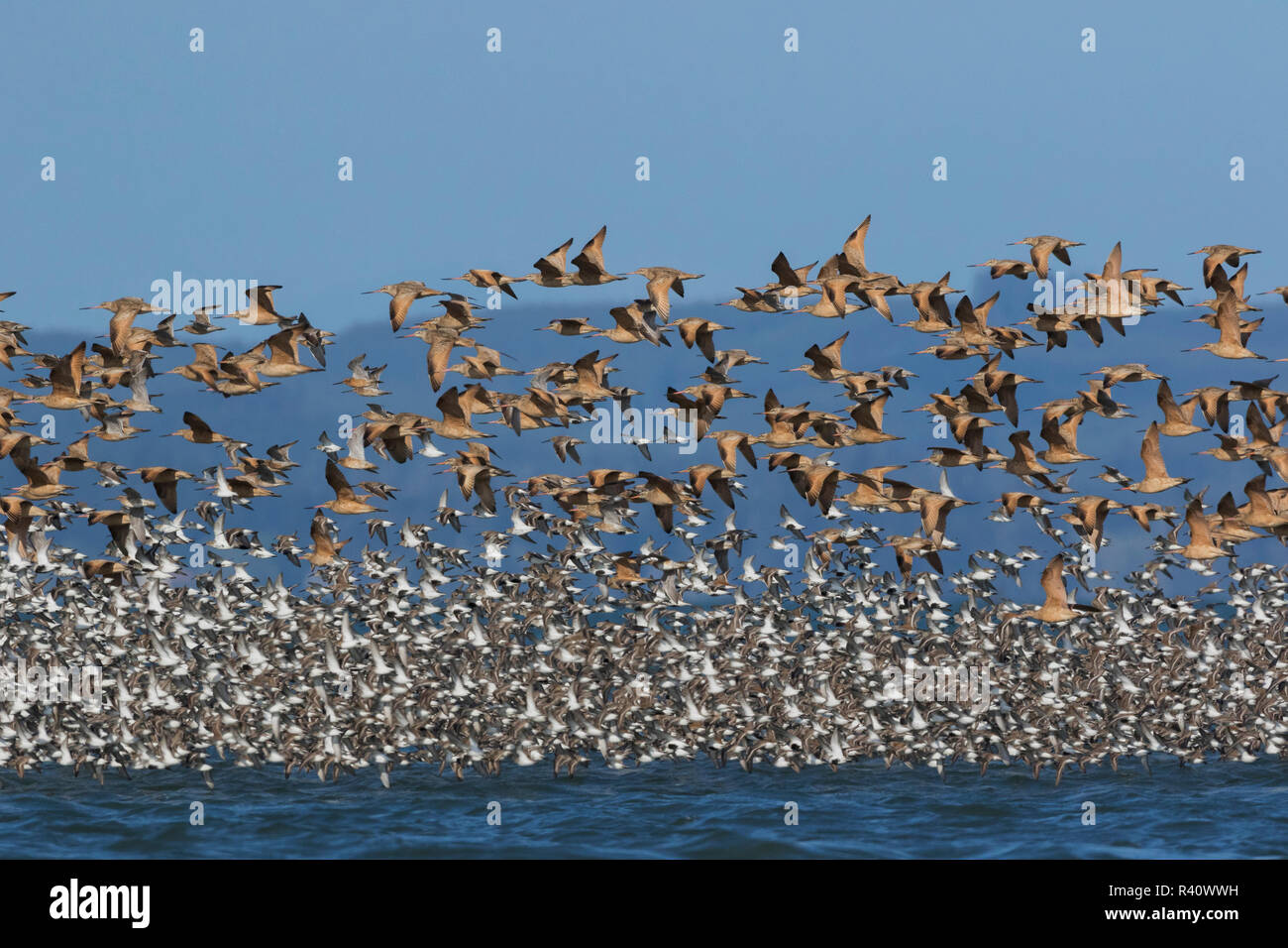 North america shorebirds hi-res stock photography and images - Alamy