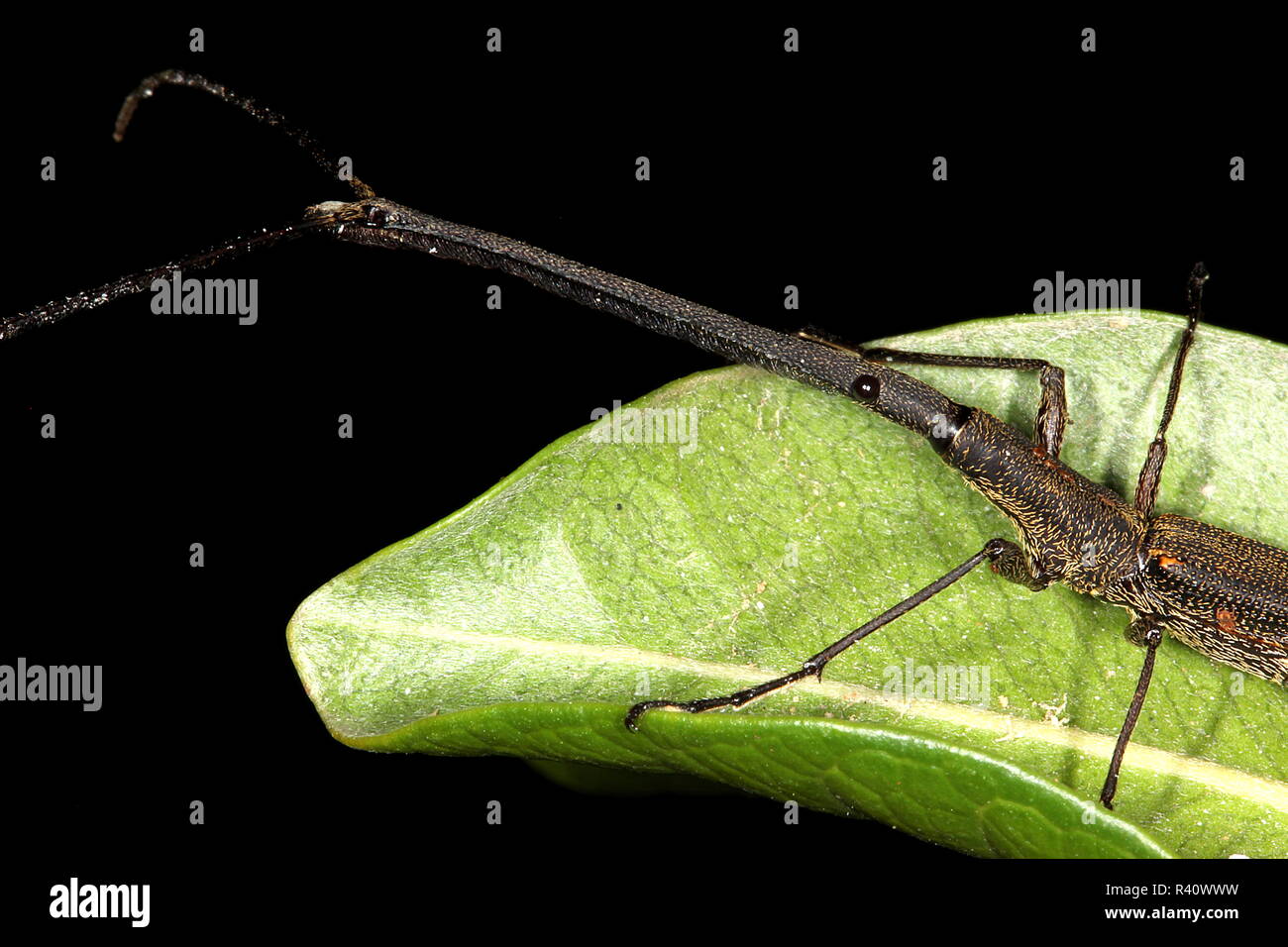 New Zealand giraffe weevil Stock Photo - Alamy