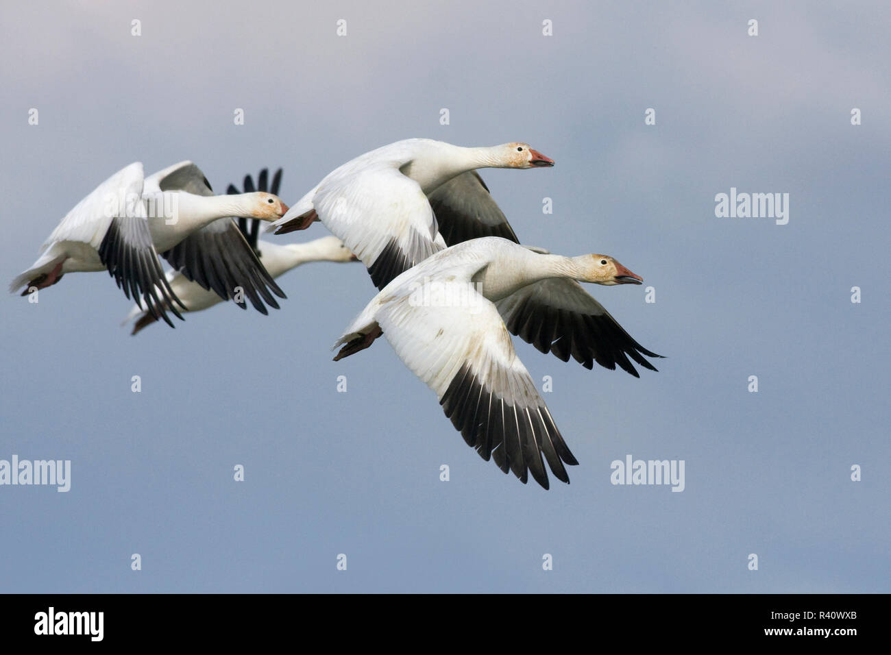 Snow geese flying Stock Photo - Alamy