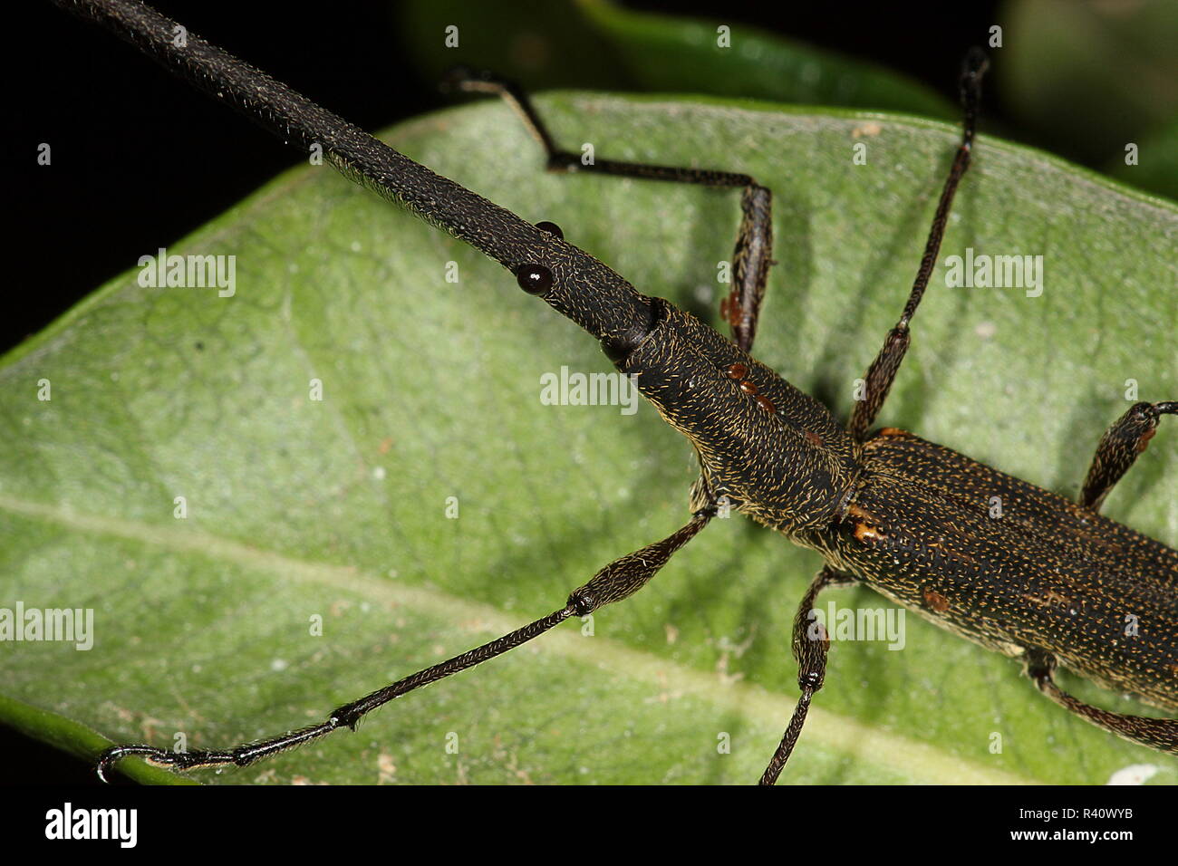 New Zealand giraffe weevil Stock Photo - Alamy