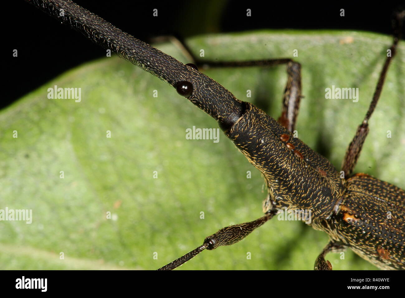 New Zealand giraffe weevil Stock Photo - Alamy
