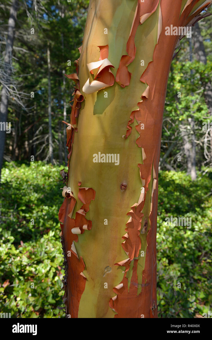 USA, Washington State. San Juan Islands, Jones Island. Madrona tree ...