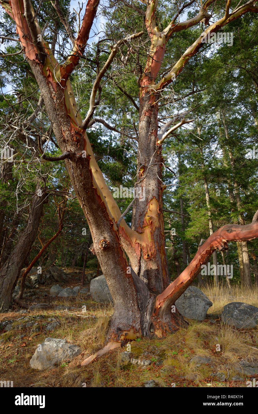 USA, Washington State. San Juan Islands, Jones Island. Madrona tree in ...