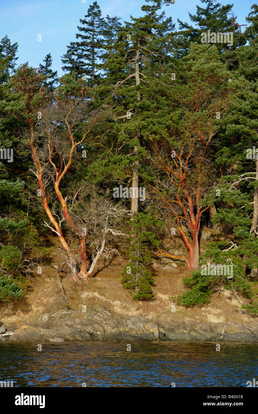 USA, Washington State. San Juan Islands, Jones Island. Madrona and for ...