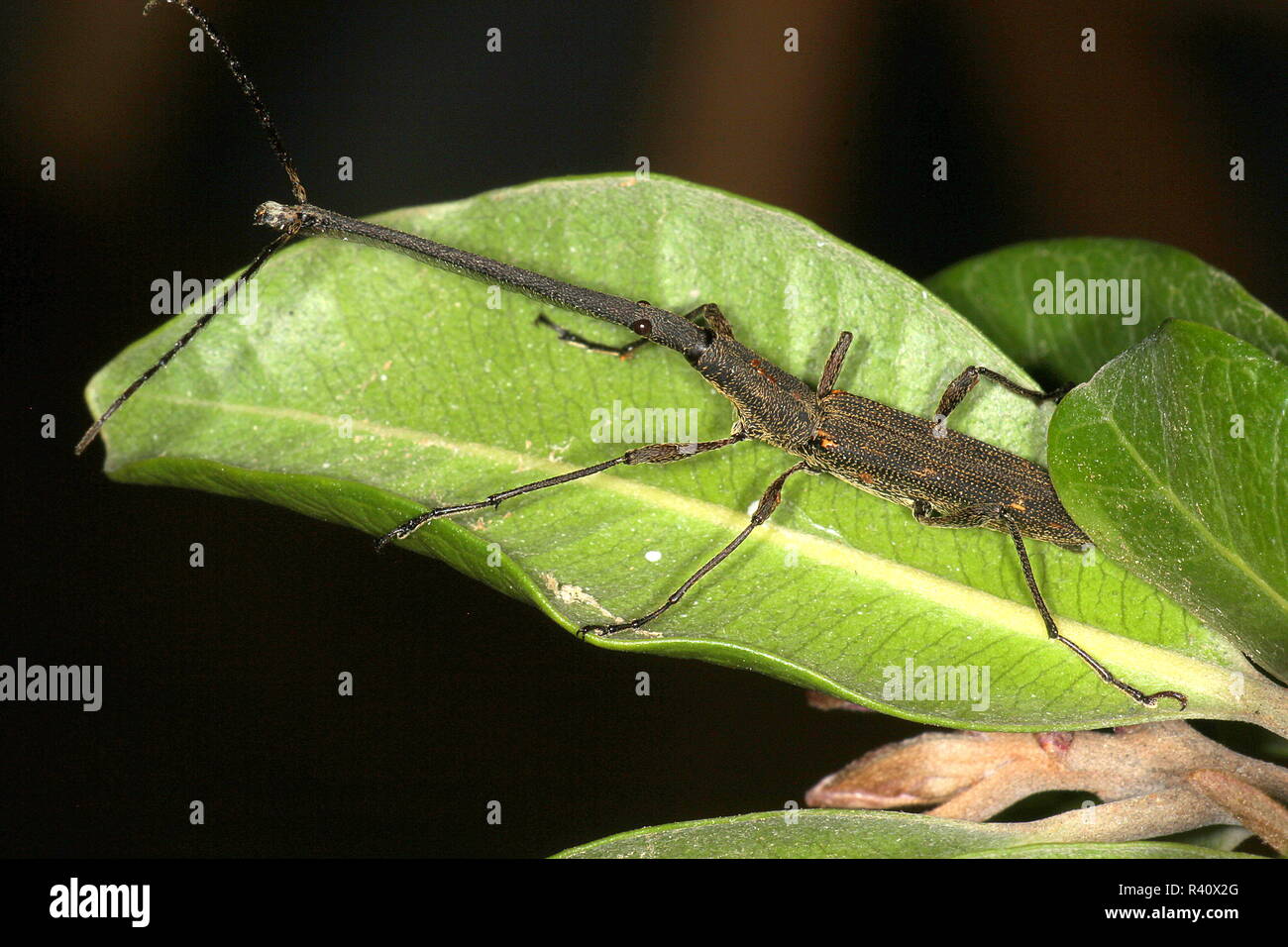 New Zealand giraffe weevil Stock Photo - Alamy