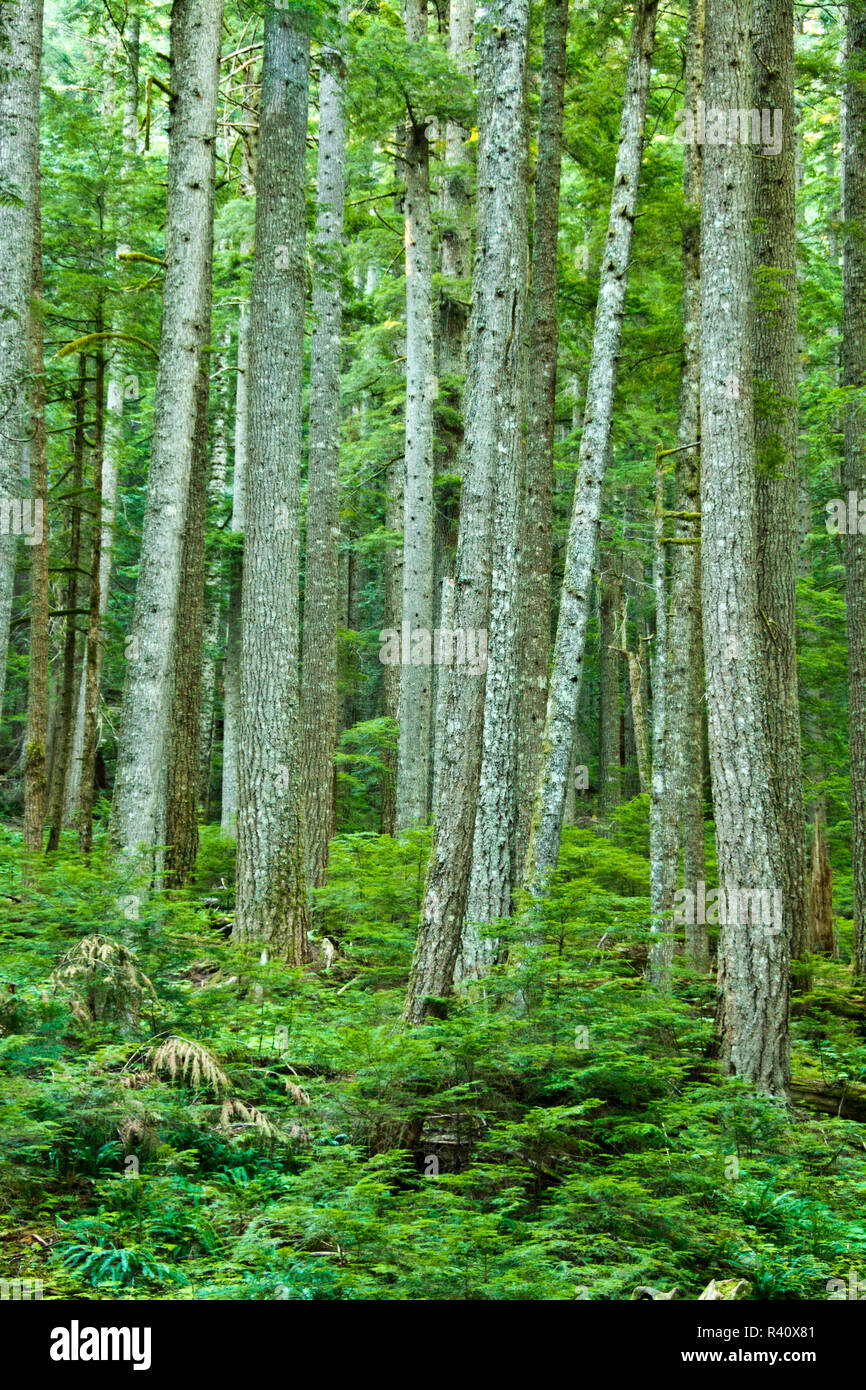 Forest Interior, Nature Trail, Longmire, Mount Rainier National Park ...