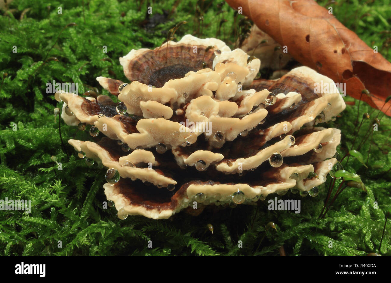 tree mushroom,turkey tail,with guttation drops on a tree stump in the ...