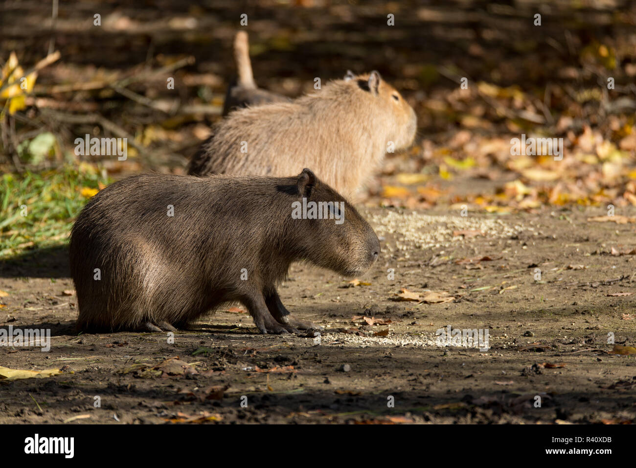 Photo capybara hi-res stock photography and images - Alamy