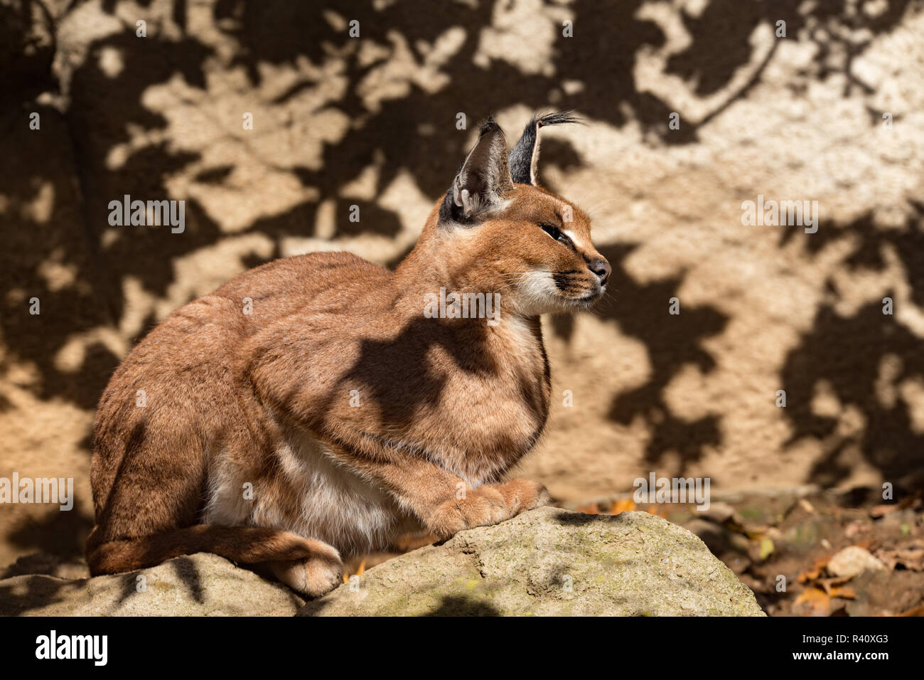 Captive caracal cat hi-res stock photography and images - Alamy