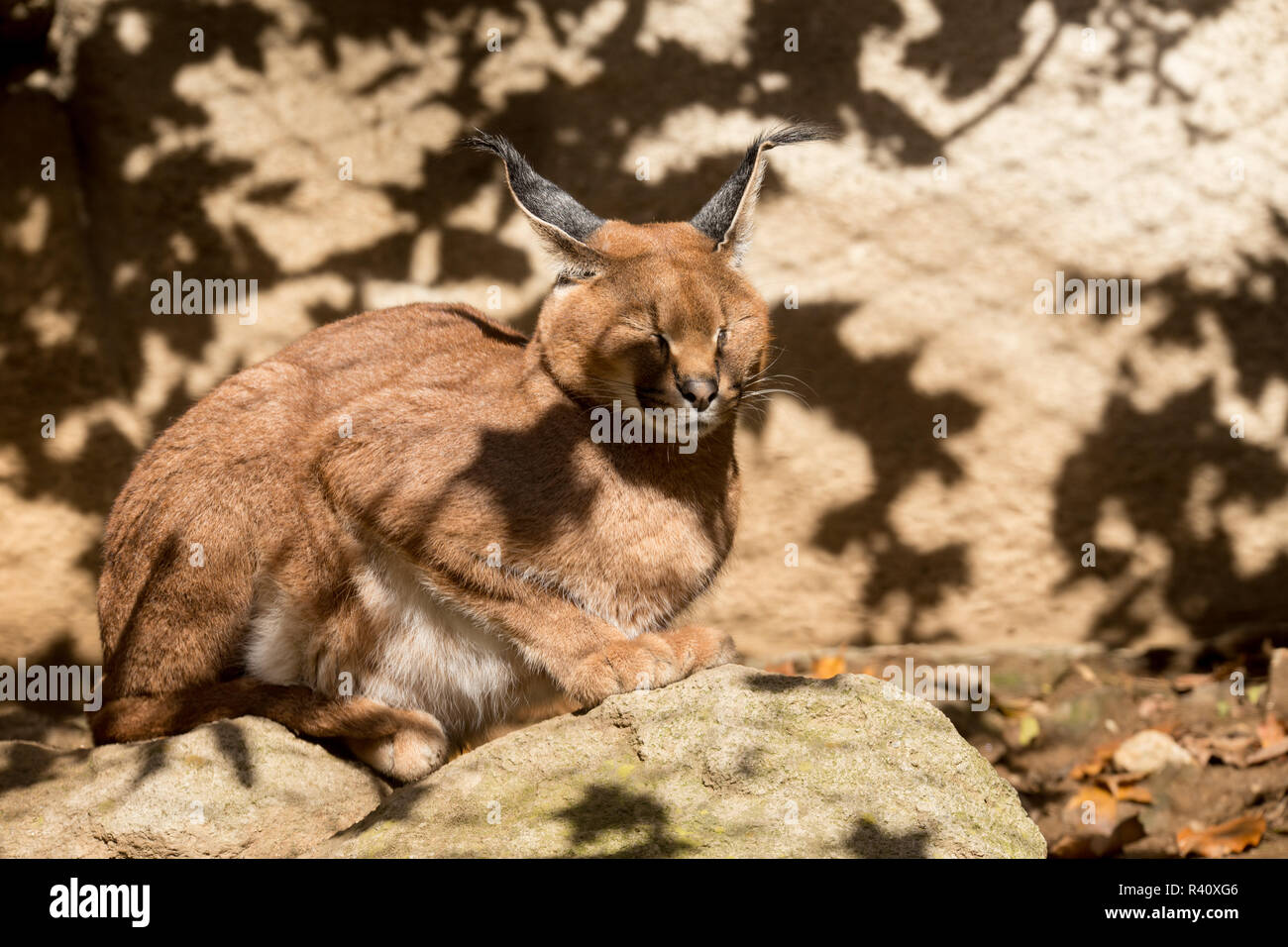 caracal (karakal) family in nature Stock Photo - Alamy