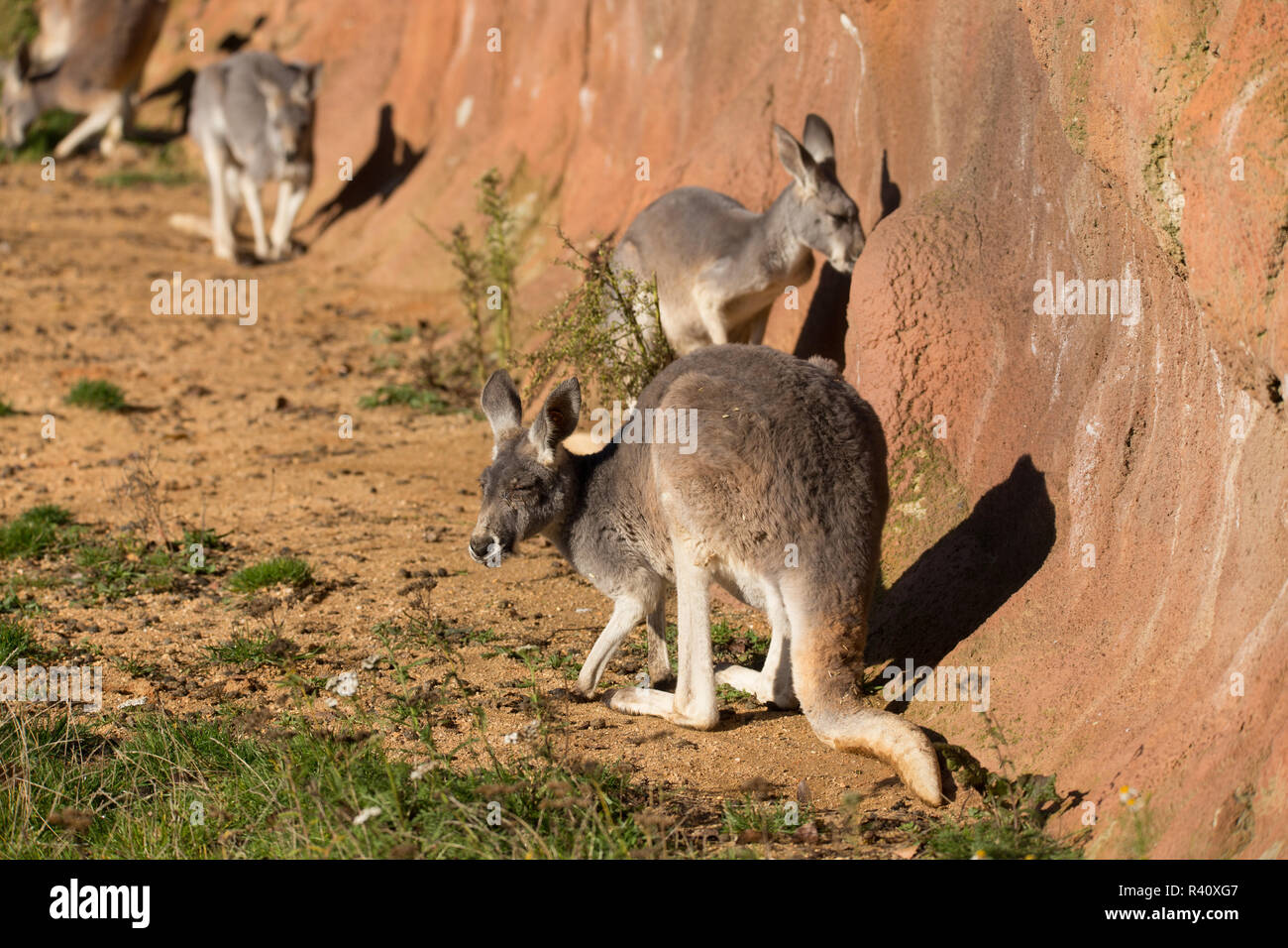 Kangaroo legs hi-res stock photography and images - Alamy