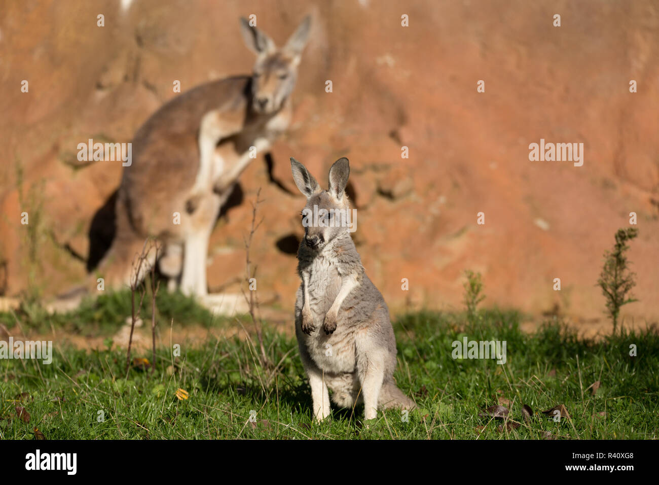 Kangaroo legs hi-res stock photography and images - Alamy