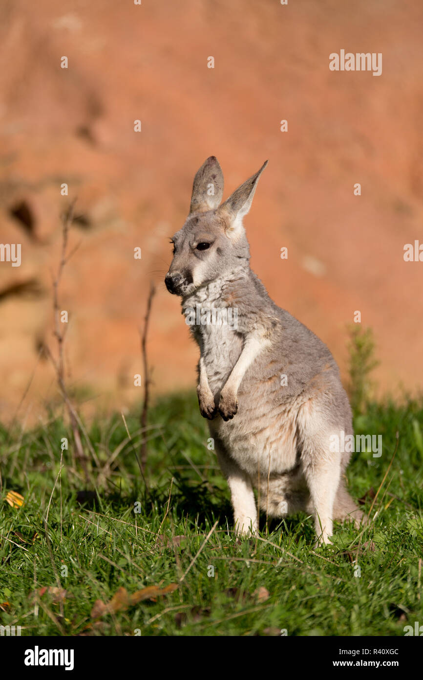 Kangaroo legs hi-res stock photography and images - Alamy