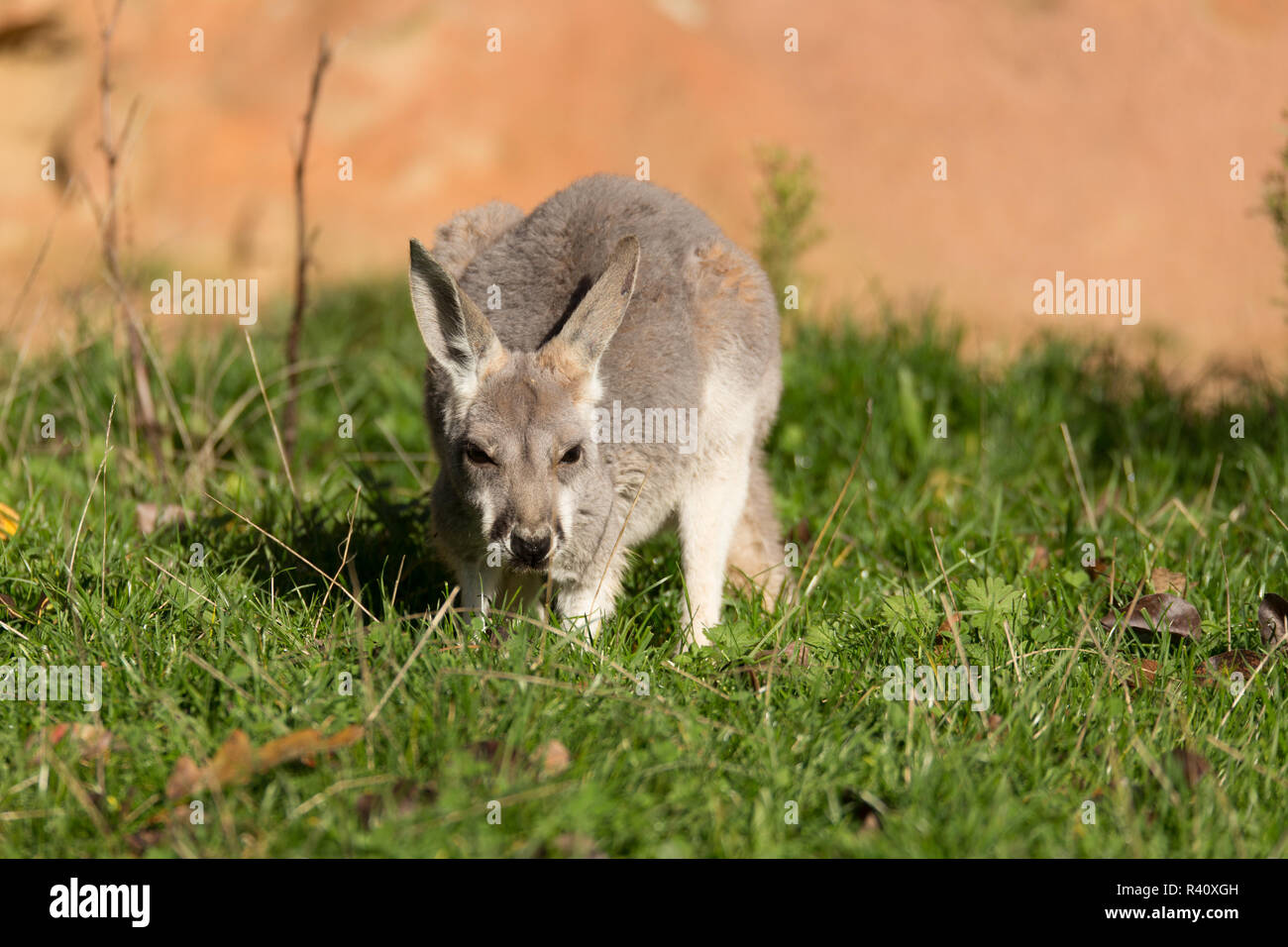 Kangaroo legs hi-res stock photography and images - Alamy