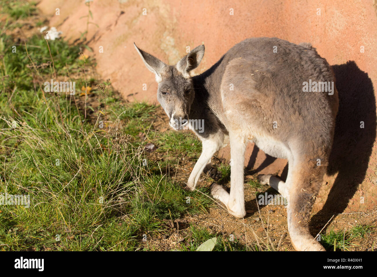 Brown kangaroo hi-res stock photography and images - Alamy