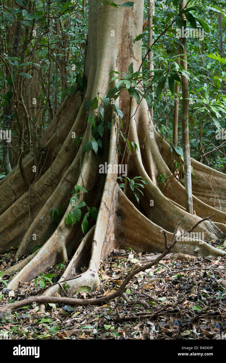Buttressed trees hi-res stock photography and images - Alamy