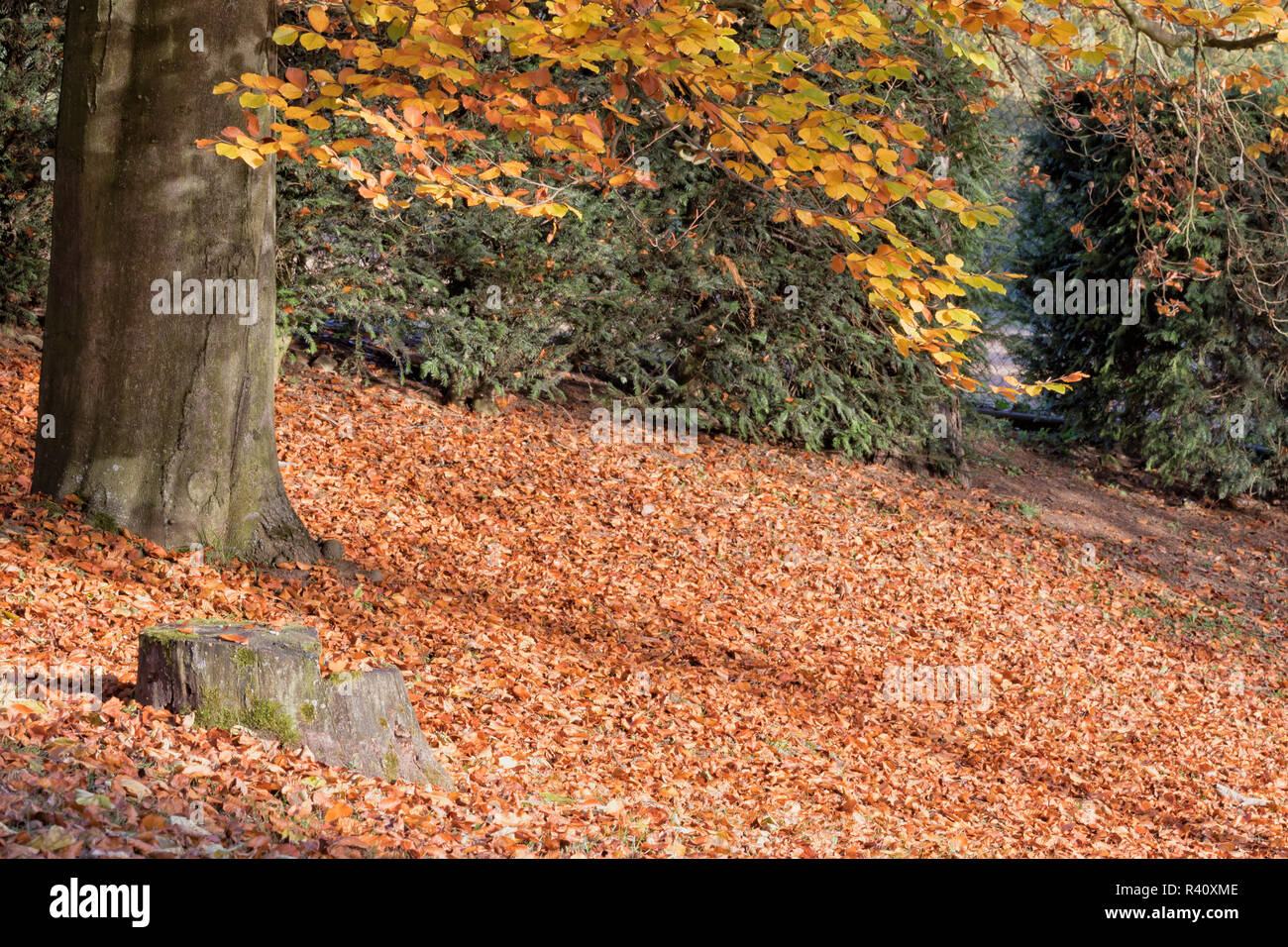 Autumn beech tree Stock Photo - Alamy