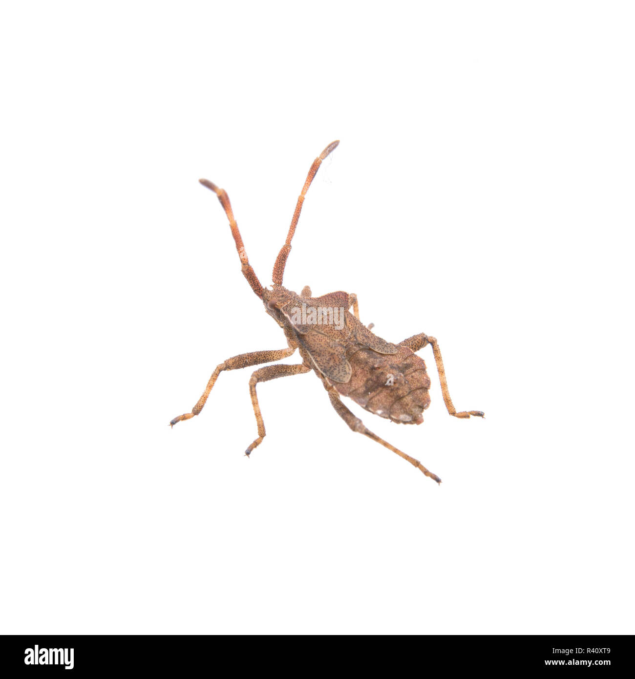 Brown shield bug hi-res stock photography and images - Alamy