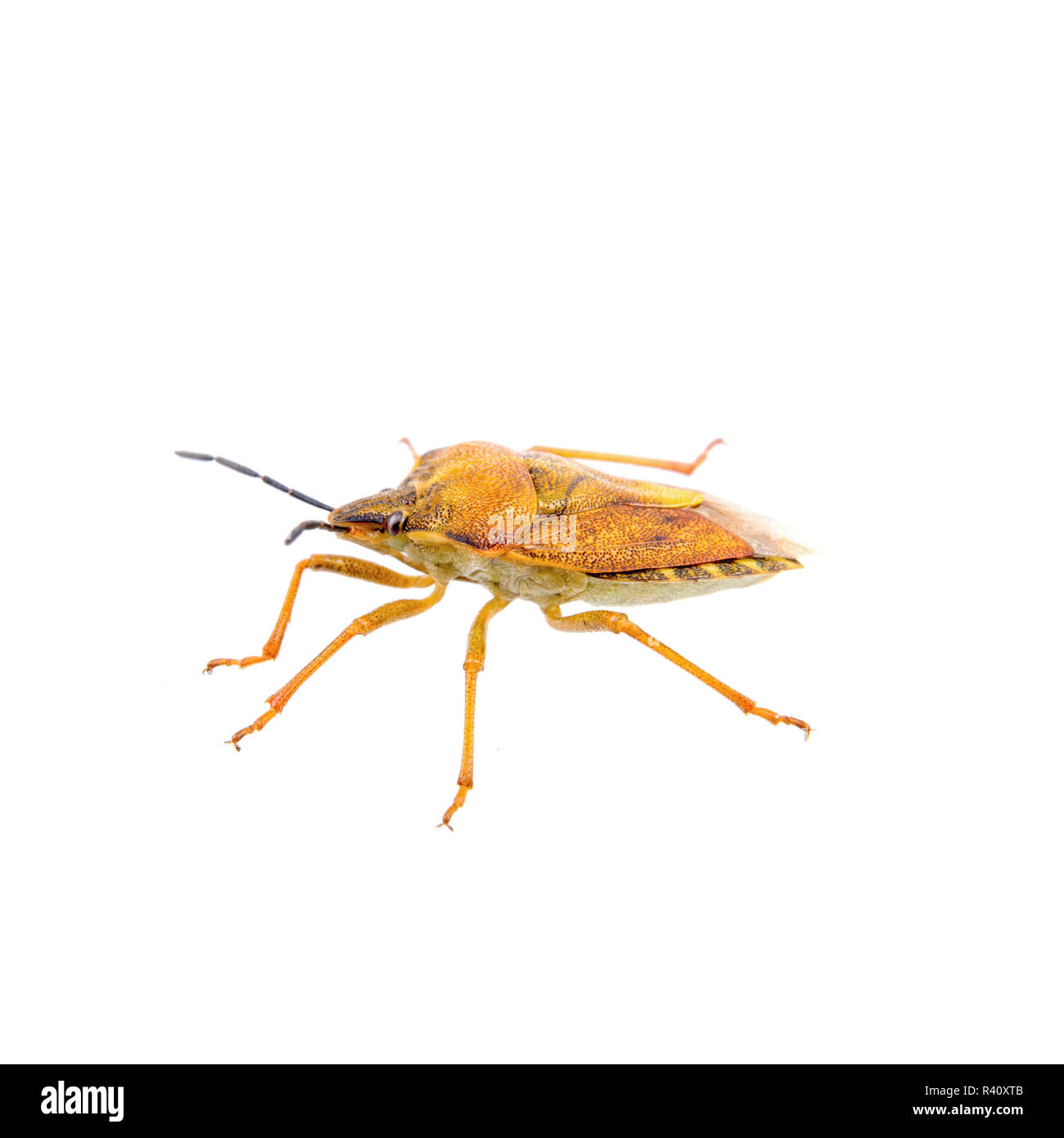 Orange shield bug on a white background Stock Photo - Alamy