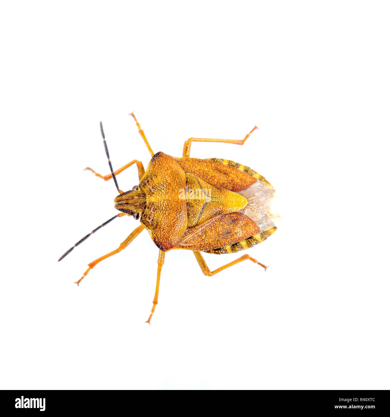 Orange shield bug on a white background Stock Photo - Alamy