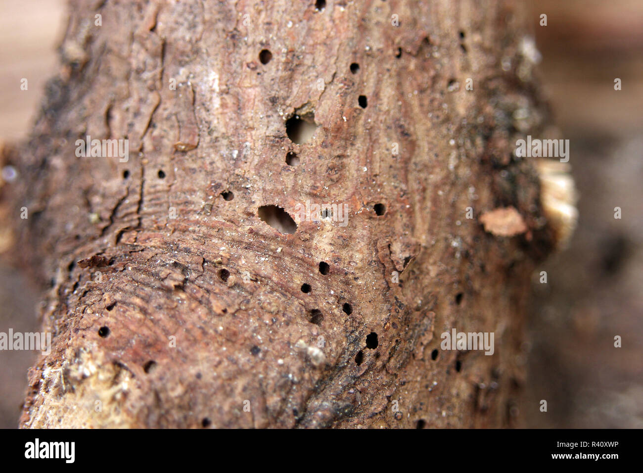 What Is Woodworm Infestation at Ryder Sturdee blog