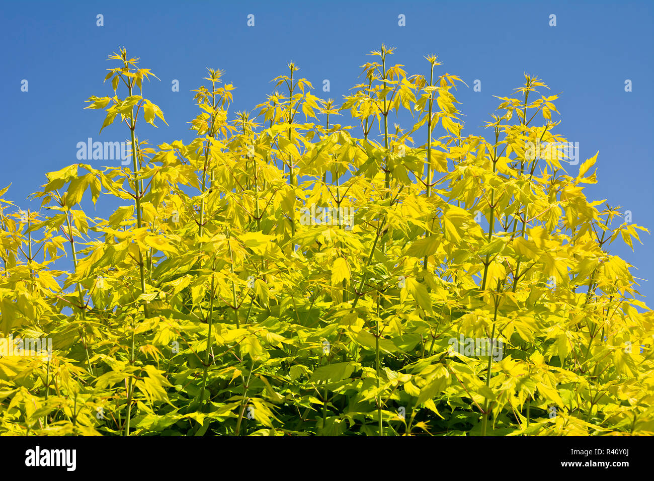 Green bush against blue hi-res stock photography and images - Alamy