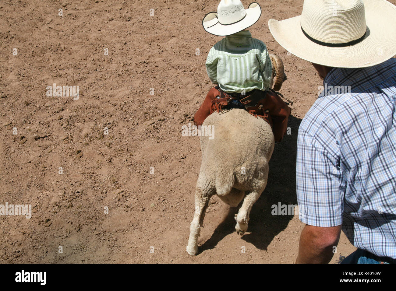 Child competing in mutton busting at the Rodeo, Galisteo, New Mexico ...