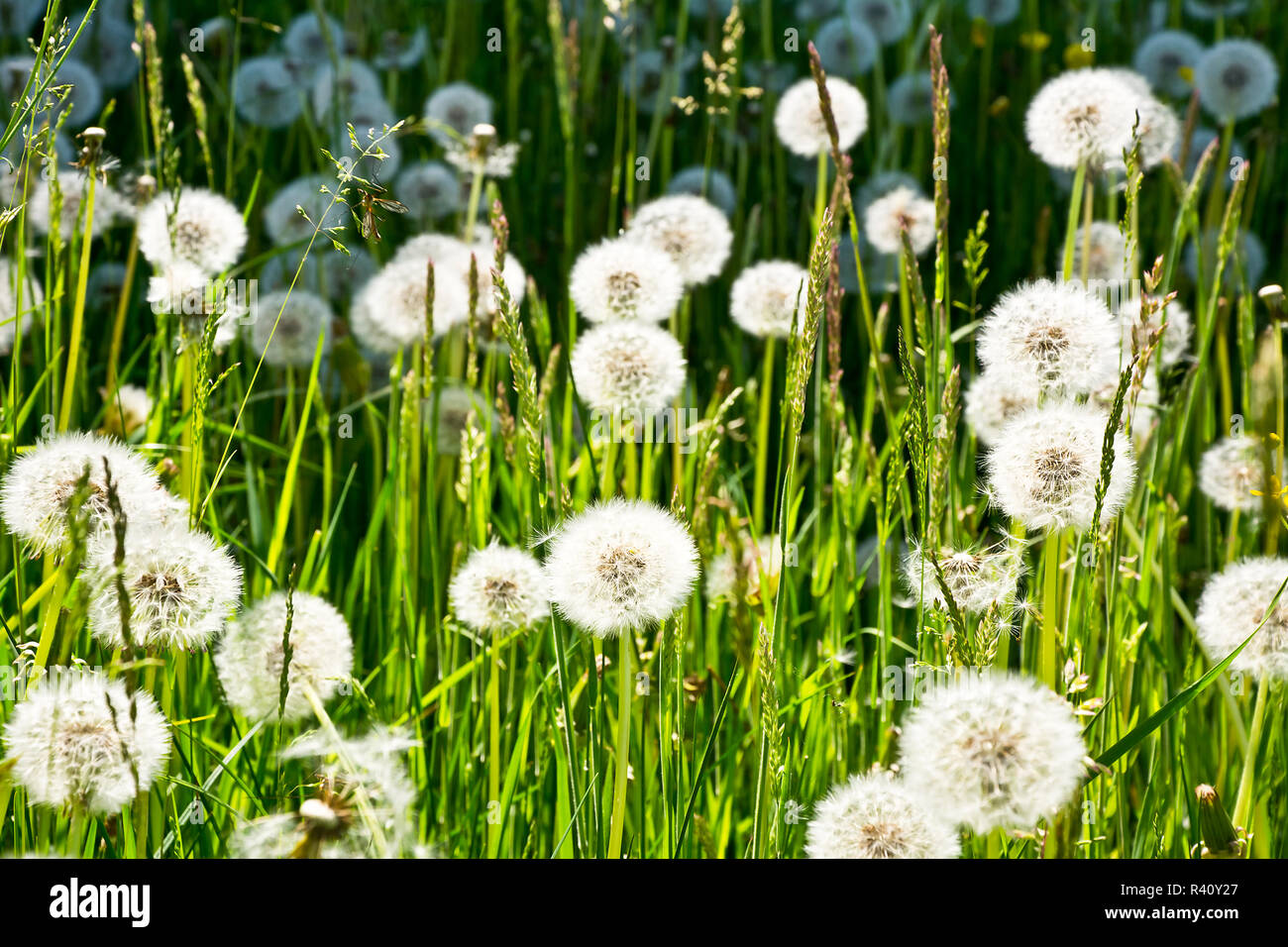 Dandelions in the grass Stock Photo - Alamy