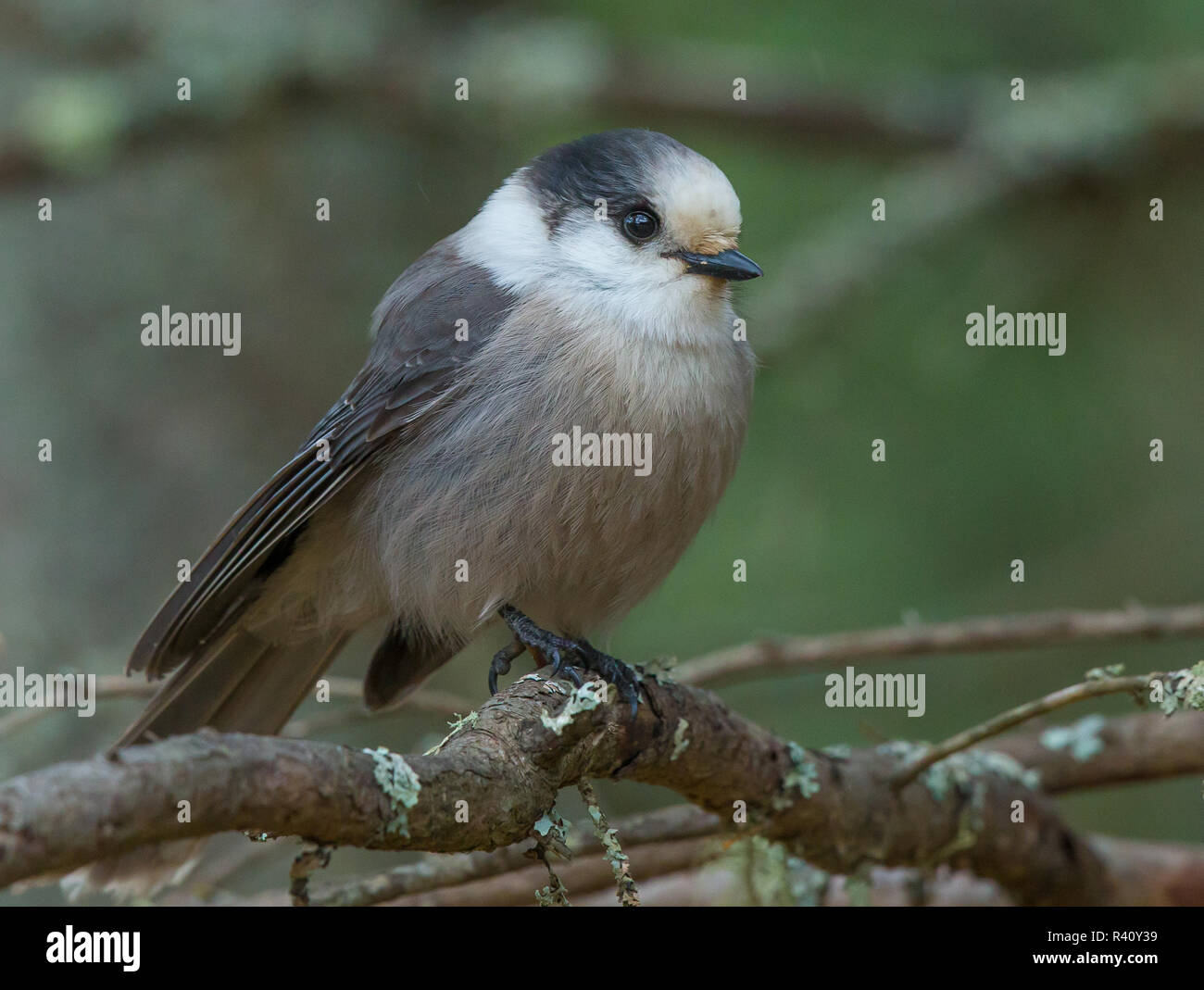 Grey jay bird hi-res stock photography and images - Alamy