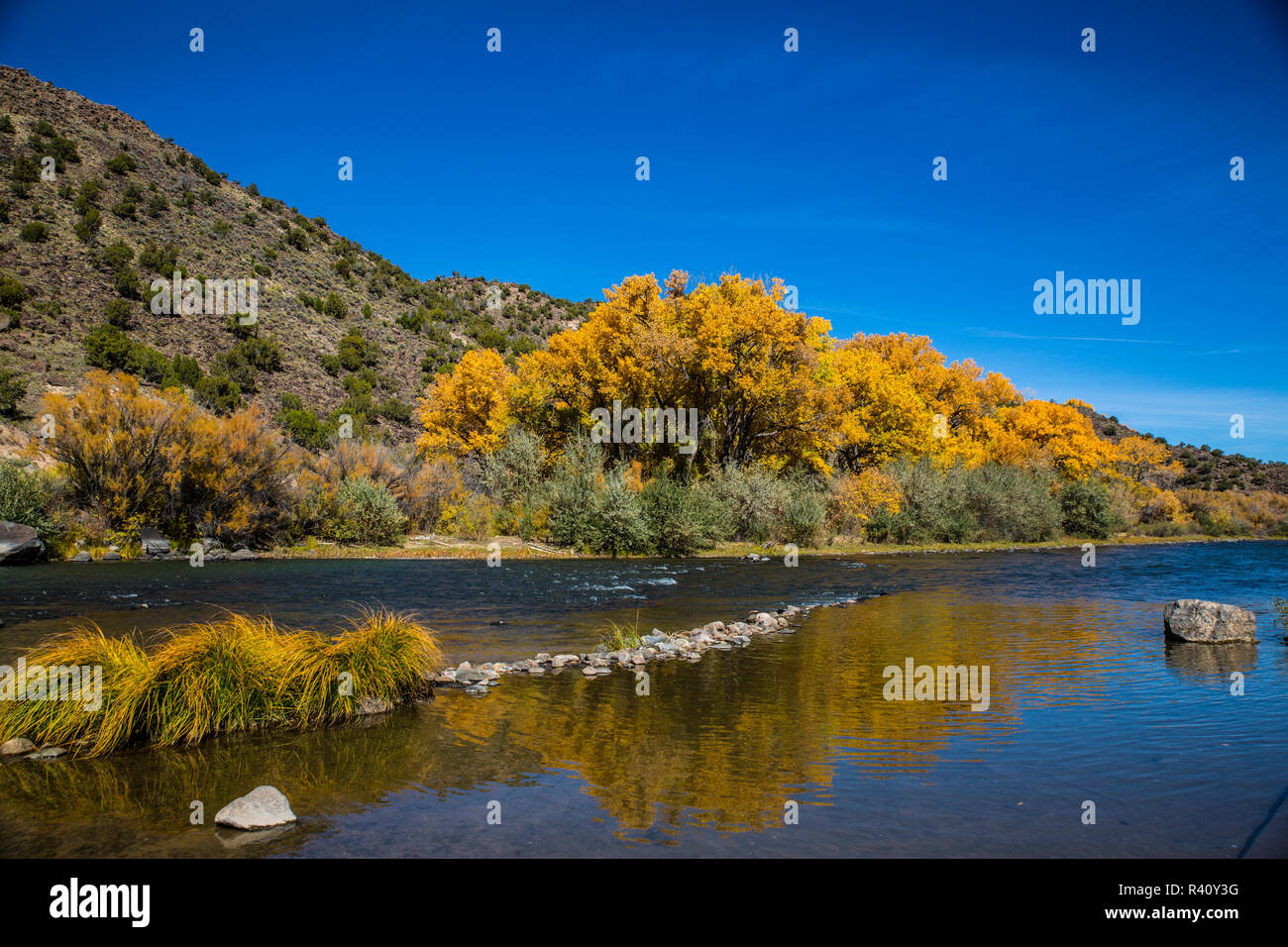 Taos, New Mexico. Yellow autumn Cottonwood tree and their reflection in ...