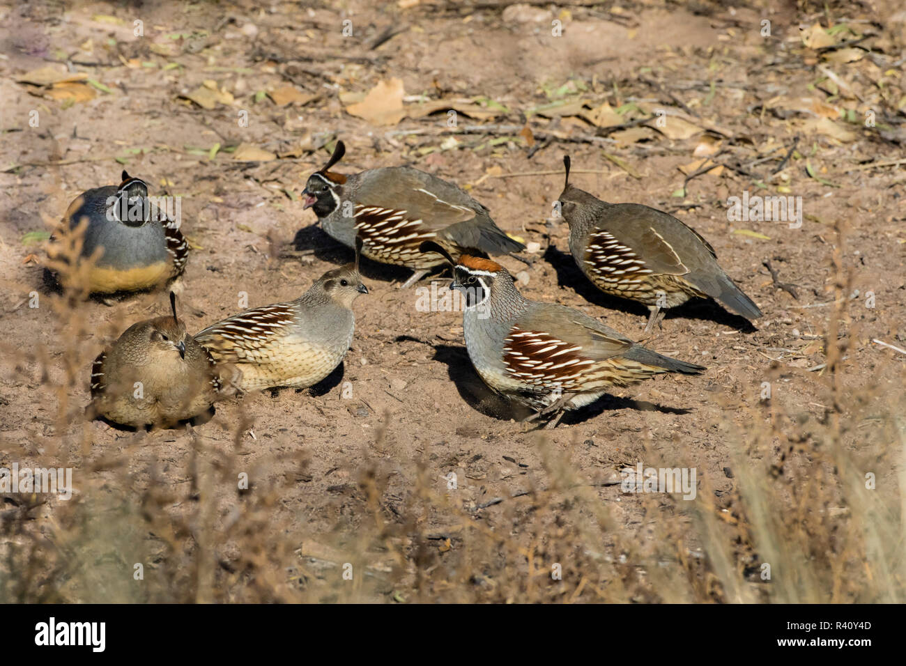 Quail covey hi-res stock photography and images - Alamy