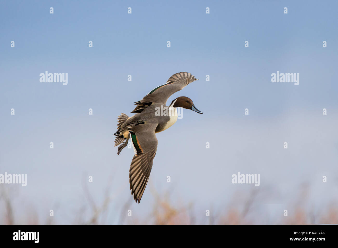 Northern Pintail (Anas acuta) duck landing Stock Photo - Alamy