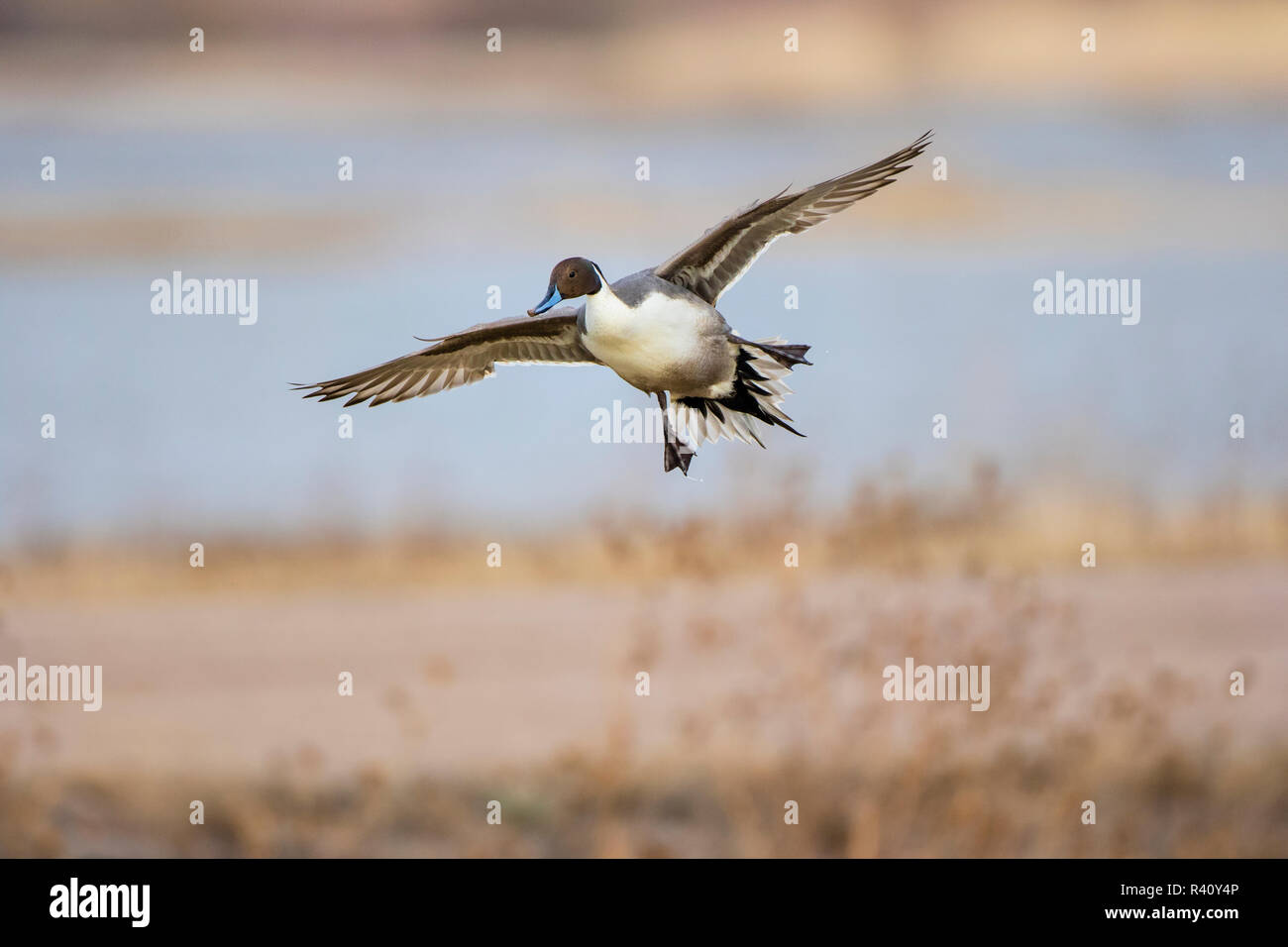 Northern Pintail (Anas acuta) duck landing Stock Photo - Alamy