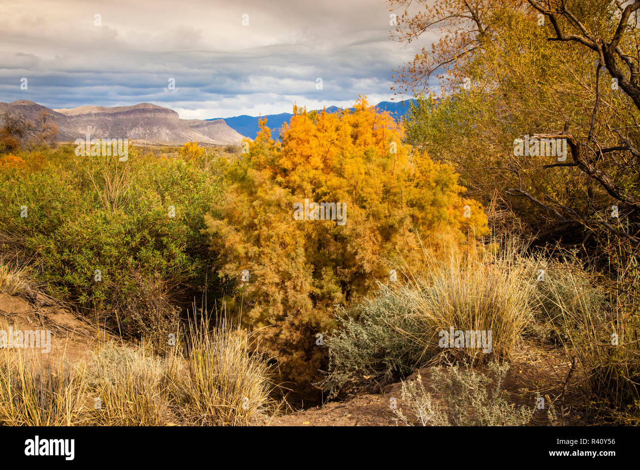 Trees changing color in autumn Stock Photo - Alamy
