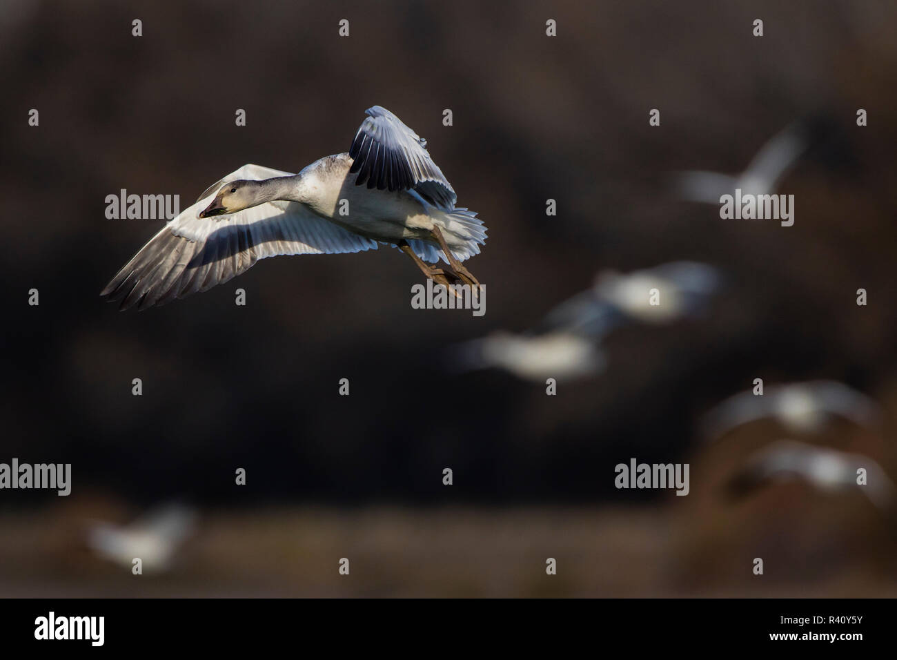Snow Goose (Chen caerulescens) blue morph Stock Photo - Alamy