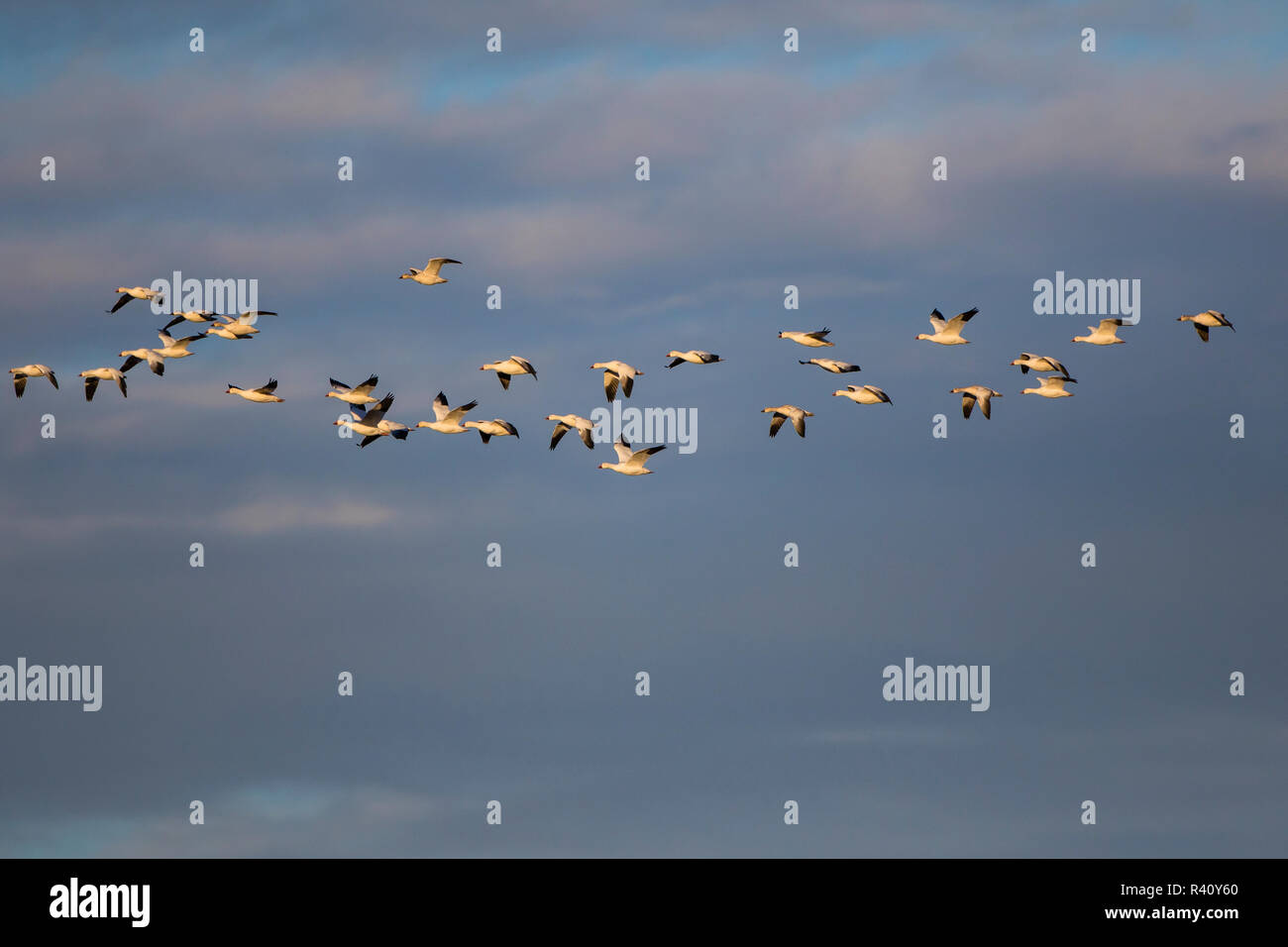 Snow goose chen caerulescens flock hi-res stock photography and images ...