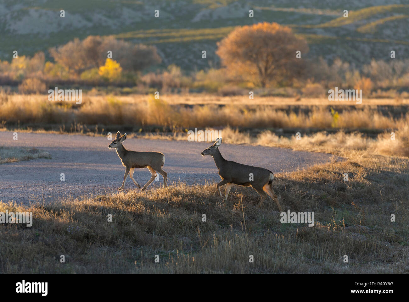 Mule deer doe and fawn crossing road before dusk heading for the brush ...