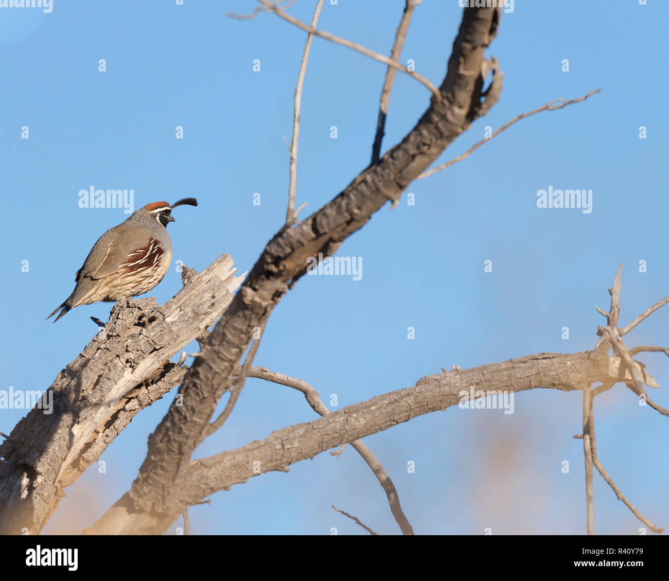 Gambles quail covey hi-res stock photography and images - Alamy