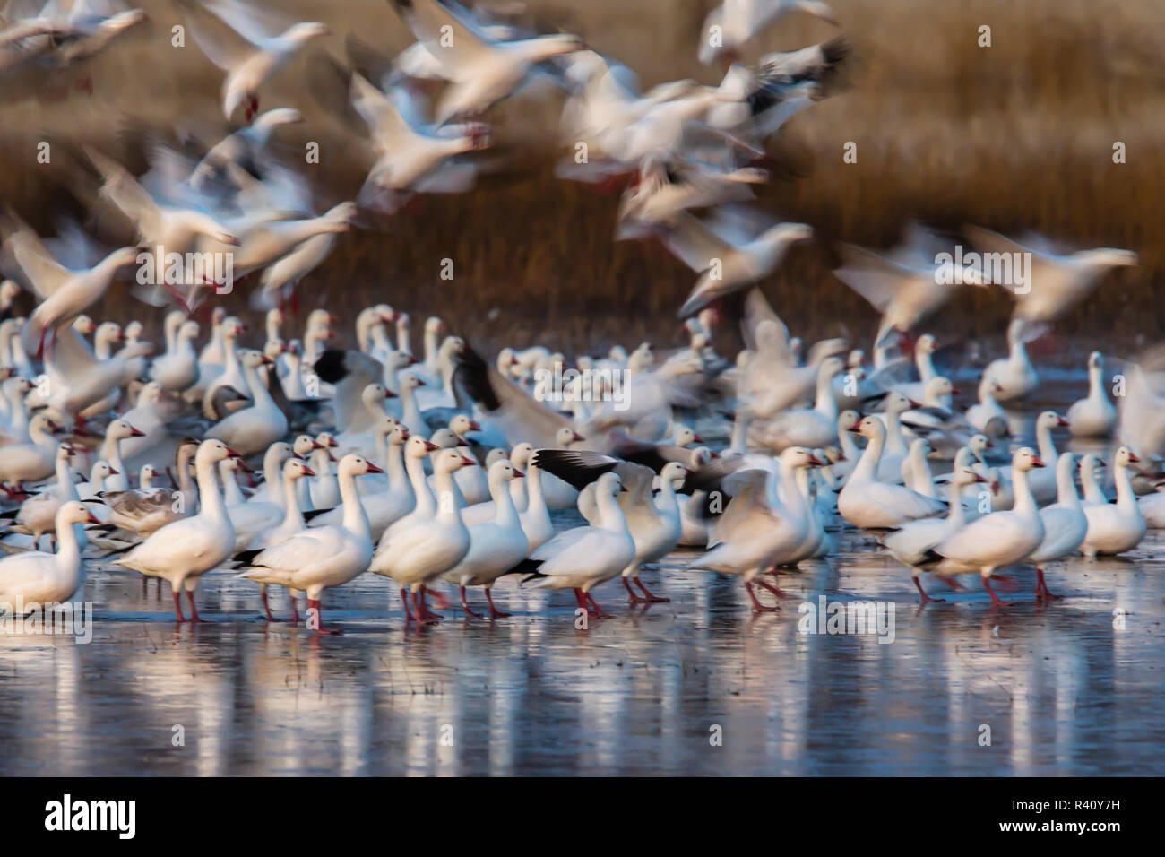 USA, New Mexico, Socorro, Bosque del Apache. Snow geese (Chen ...