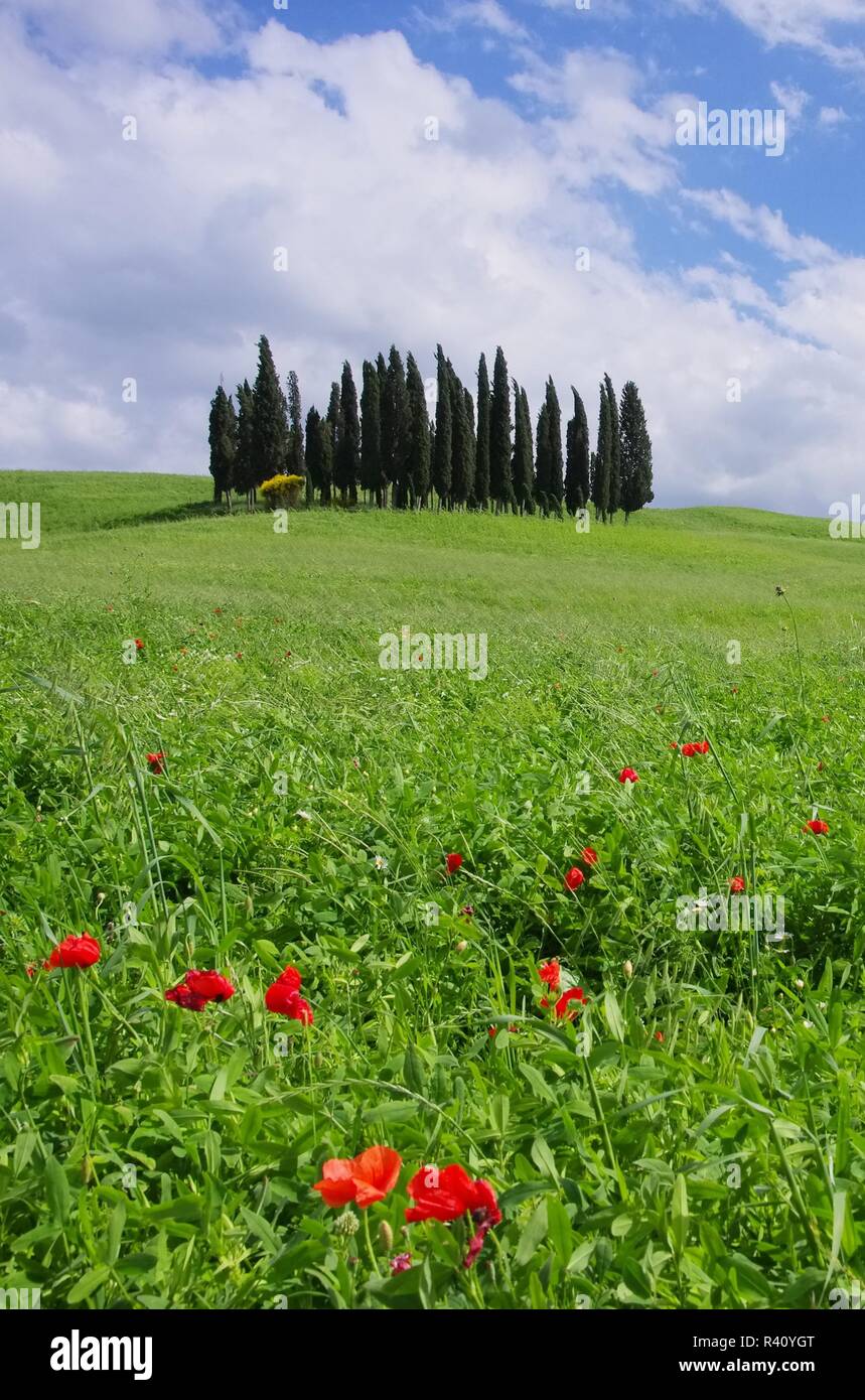 tuscany forest - tuscany forest 13 Stock Photo - Alamy