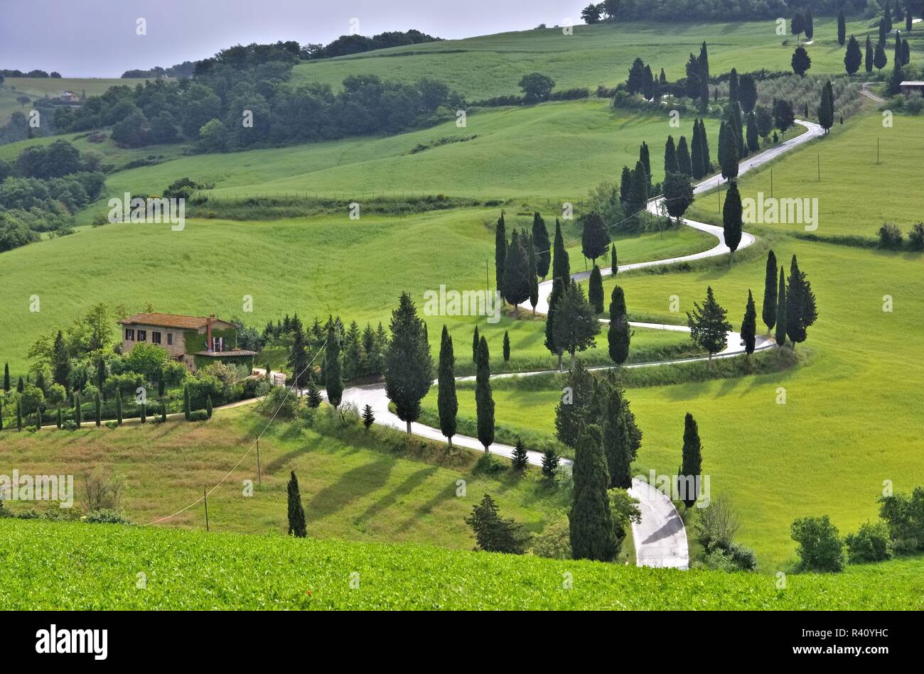 49 cypress hi-res stock photography and images - Alamy