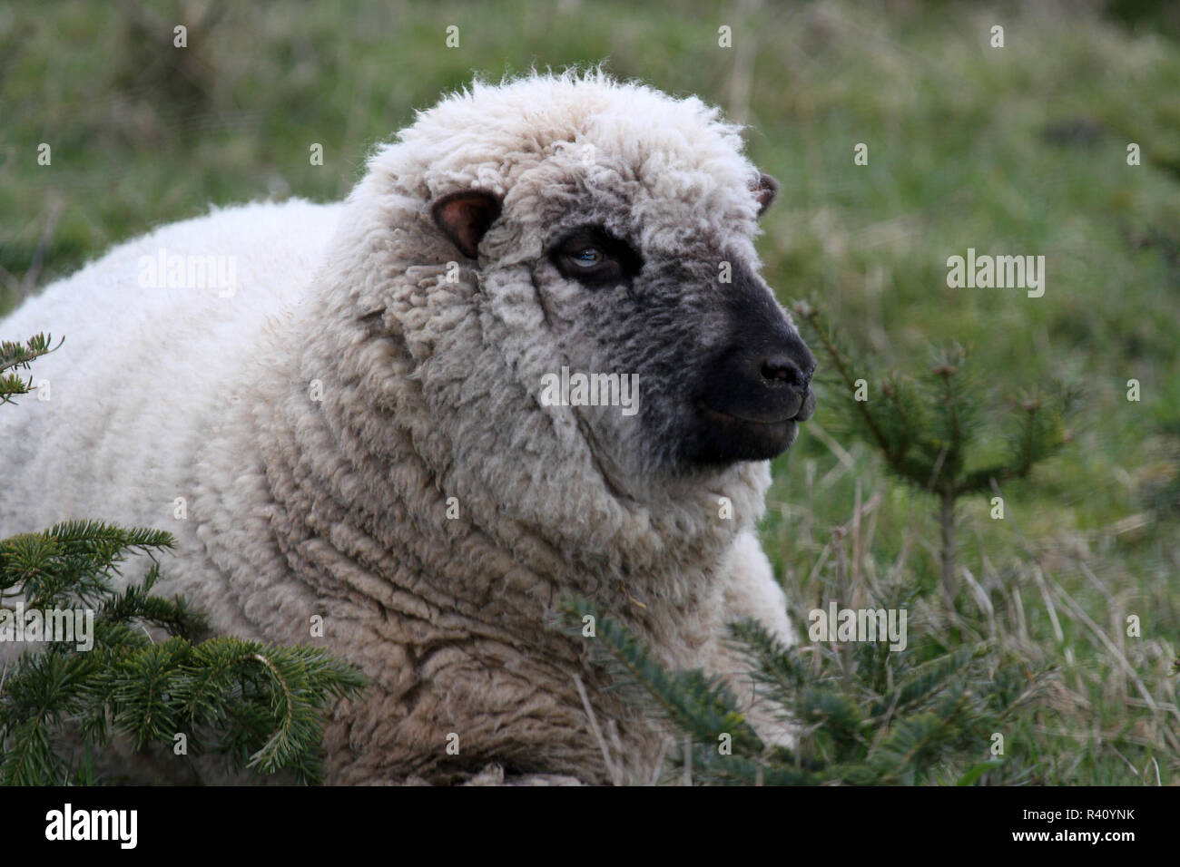 Landschaftspfleger hi-res stock photography and images - Alamy