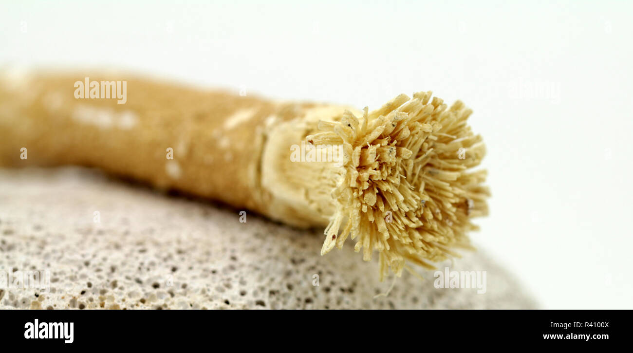 miwak,root piece of salvadora persica Stock Photo - Alamy