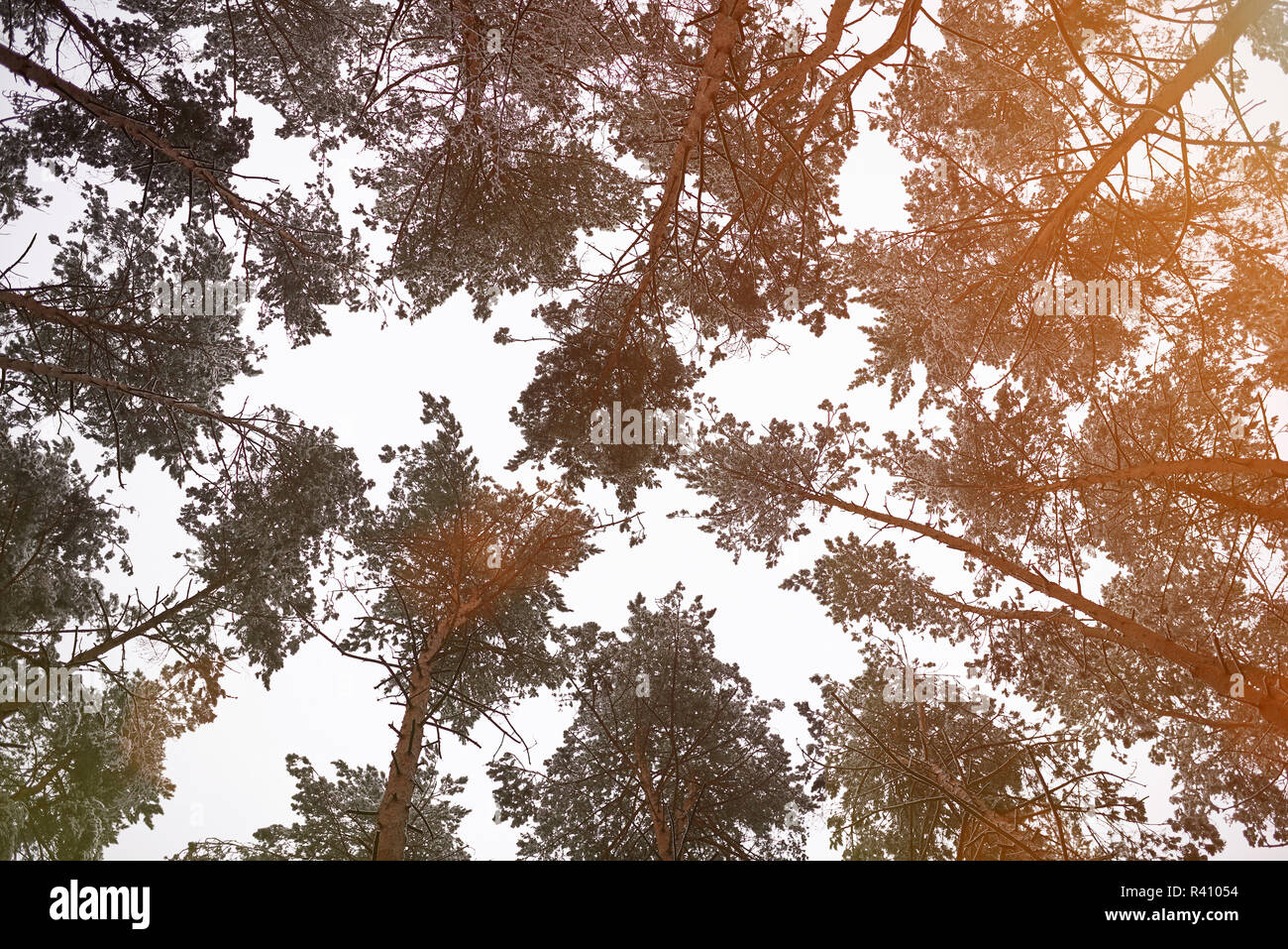 Bottom view tree hi-res stock photography and images - Alamy