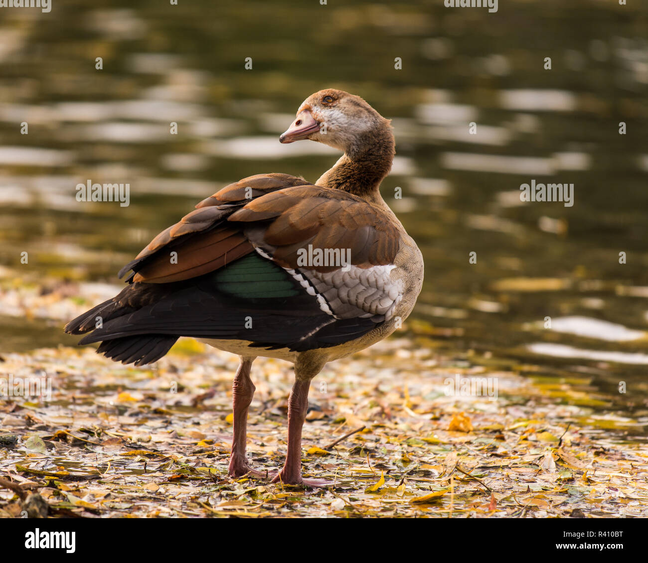 nile goose on the neckar Stock Photo - Alamy